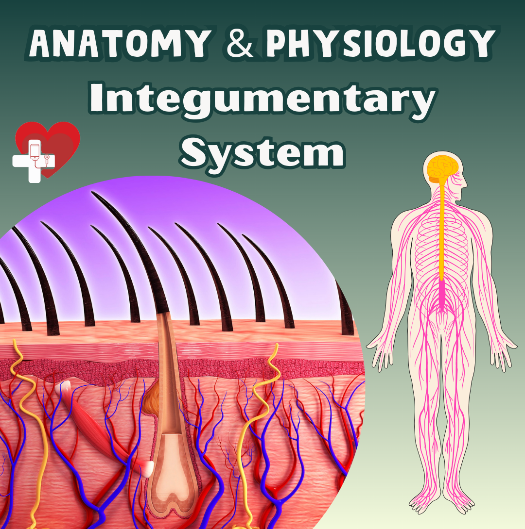 Integumentary System: A Guide for Nursing Students – Nursing Focus